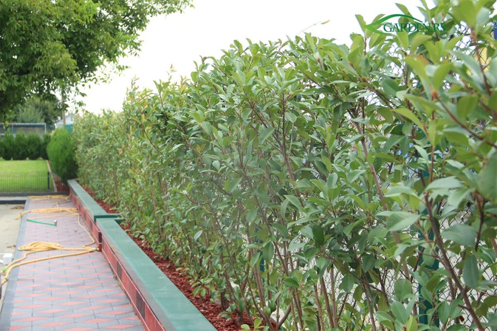 Fotinija-najlepša živa ograda - PRAKTIČNO BAŠTOVANSTVO