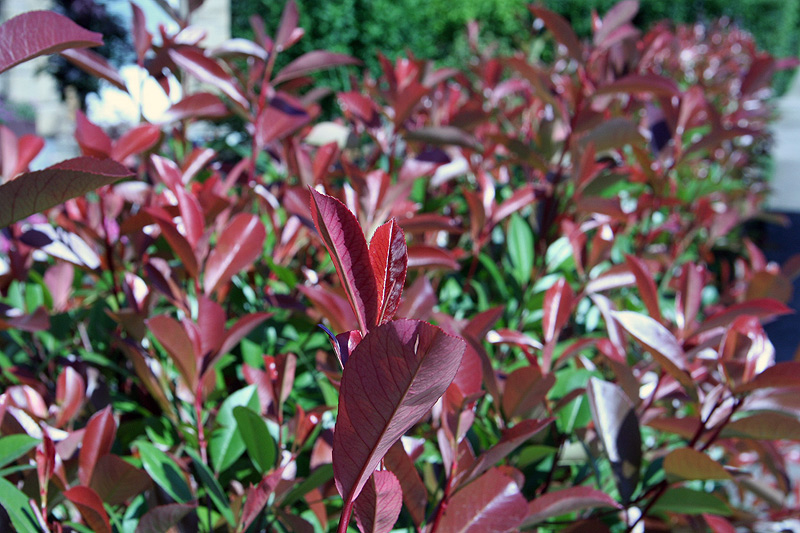 Fotinija-Photinia - PRAKTIČNO BAŠTOVANSTVO