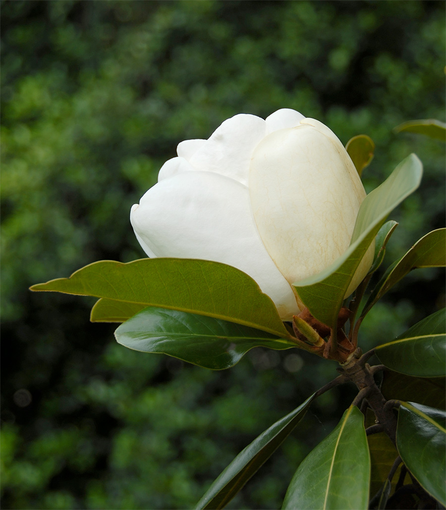 Šta treba da znate o magnoliji - PRAKTIČNO BAŠTOVANSTVO